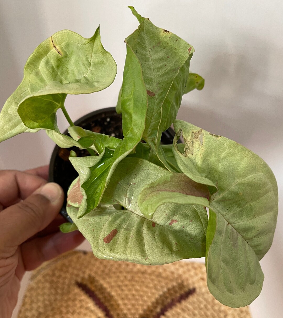 Rare Syngonium Milk Confetti Rare Plant Beautiful Collectors Plant Easy ...