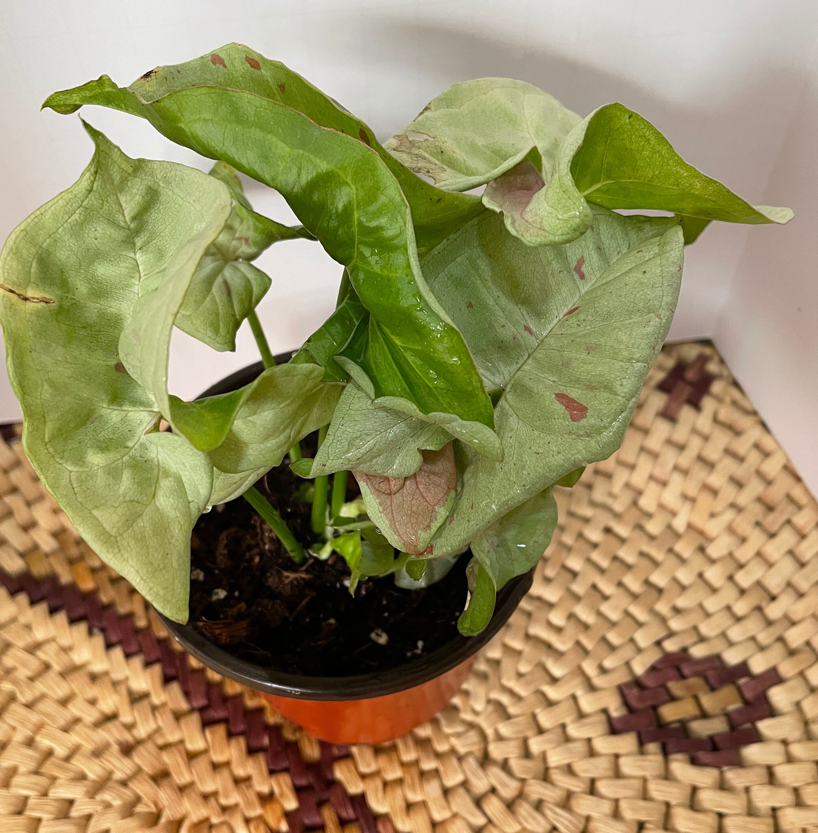 Rare Syngonium Milk Confetti Rare Plant Beautiful Collectors Plant Easy ...