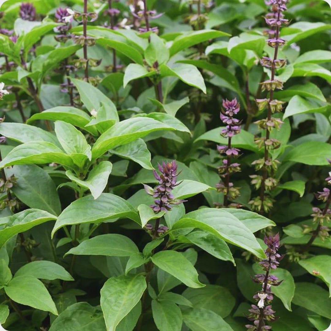 250 Holy Basil Rama Tulsi Seeds (ocimum Tenuiflorum) - Fresh UK Seeds ...