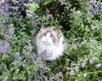 100 Lemon Catnip (nepeta Cataria Citriodoria) Catmint - Etsy UK