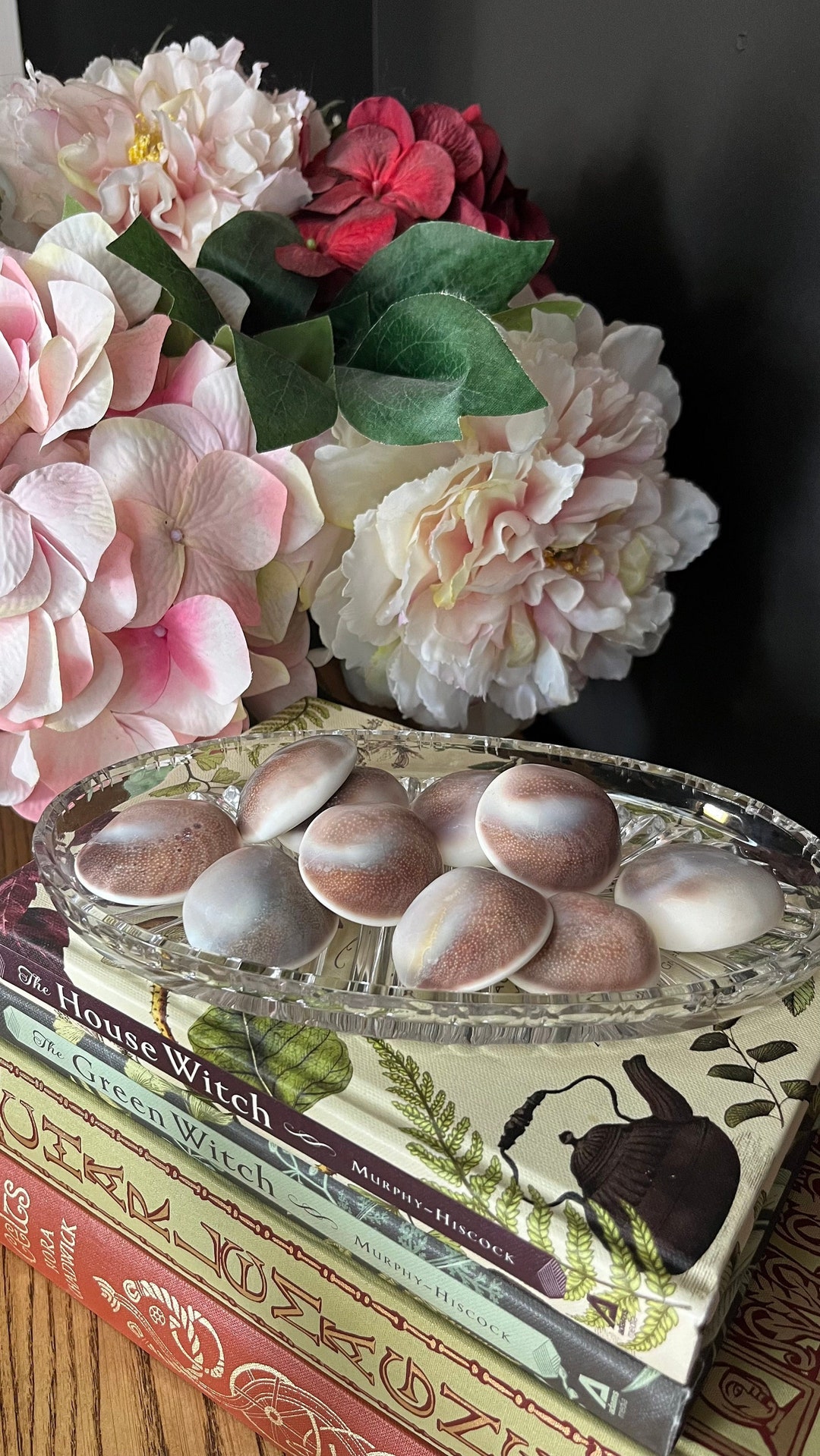 Natural Round Shiva Shells, Shiva Eye Shells, the Eye of Shiva, Pacific ...