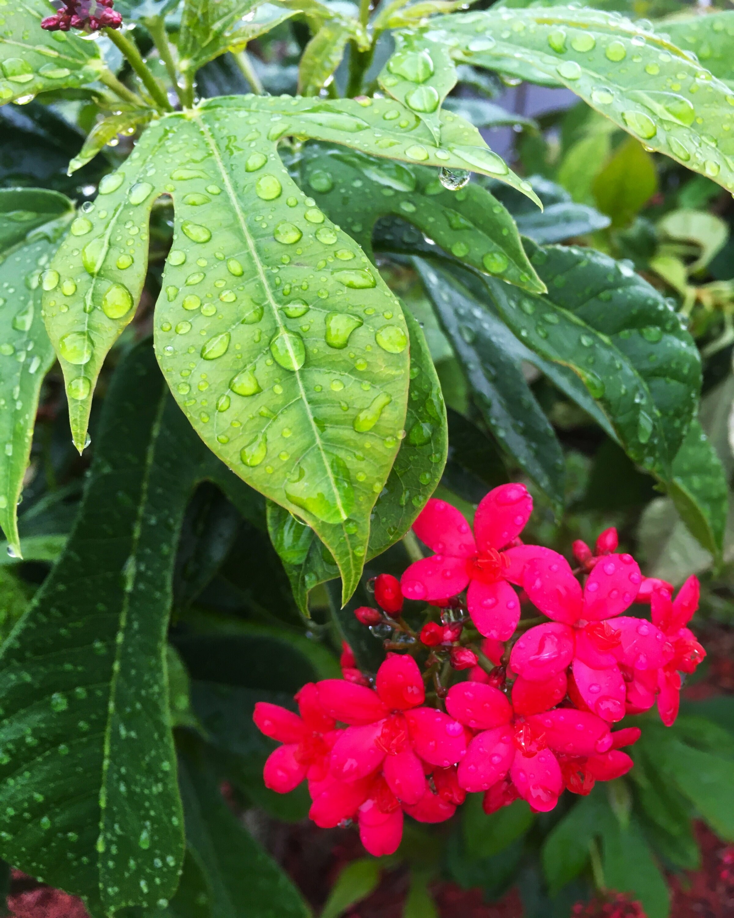 8x10 Pink Jatropha Flower - Etsy
