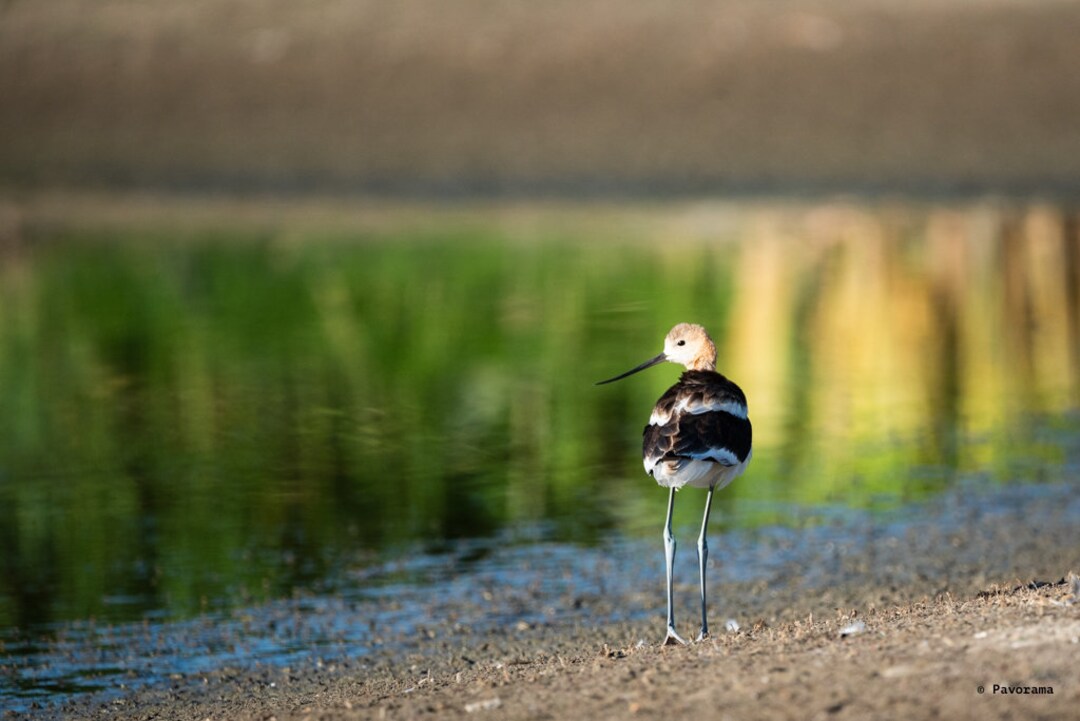 Bird Photography, Utah Birds, Beautiful Avocet , Wall Decor, Wall Paper ...