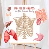 Human Large Intestines Anatomy Printable Activity, Large Intestines ...