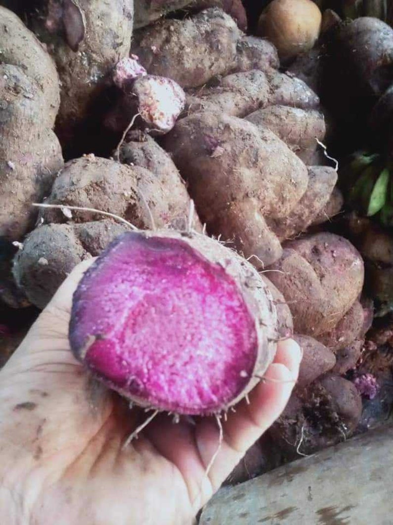 7 Lbs Organic UBE Purple Yam Tuber for Cooking and Eating Free Shipping ...