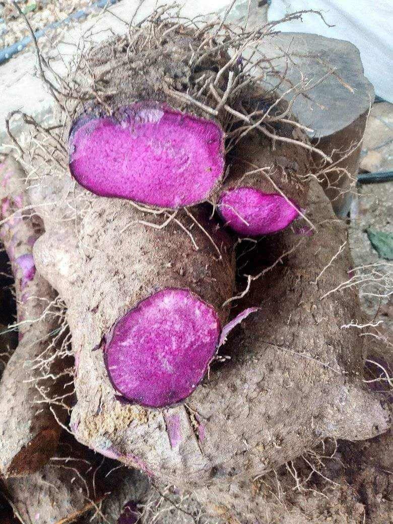 20 Pcs UBE Purple Yam Bulbils for Planting Average Size is 1/2 Inch - Etsy