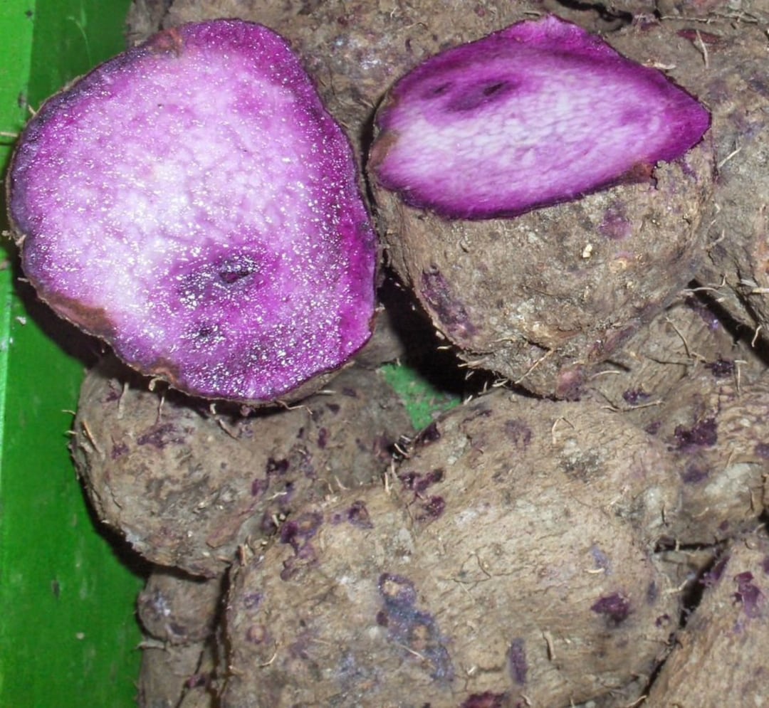 10 Pcs Ube Purple Yam Bulbils for Planting Average Size 1 Inch - Etsy