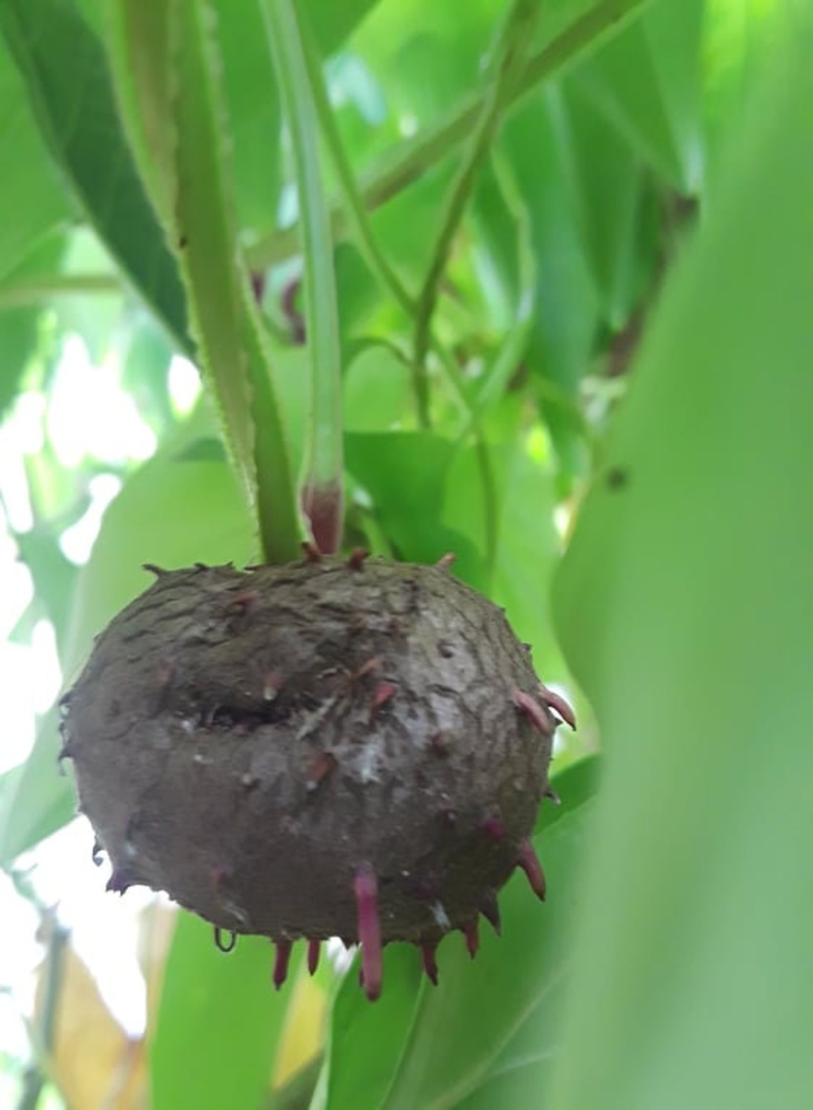 10 Pcs Ube Purple Yam Bulbils for Planting Average Size 1 Inch - Etsy