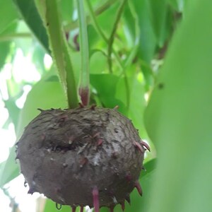 10 Pcs Ube Purple Yam Bulbils for Planting Average Size 1 Inch - Etsy