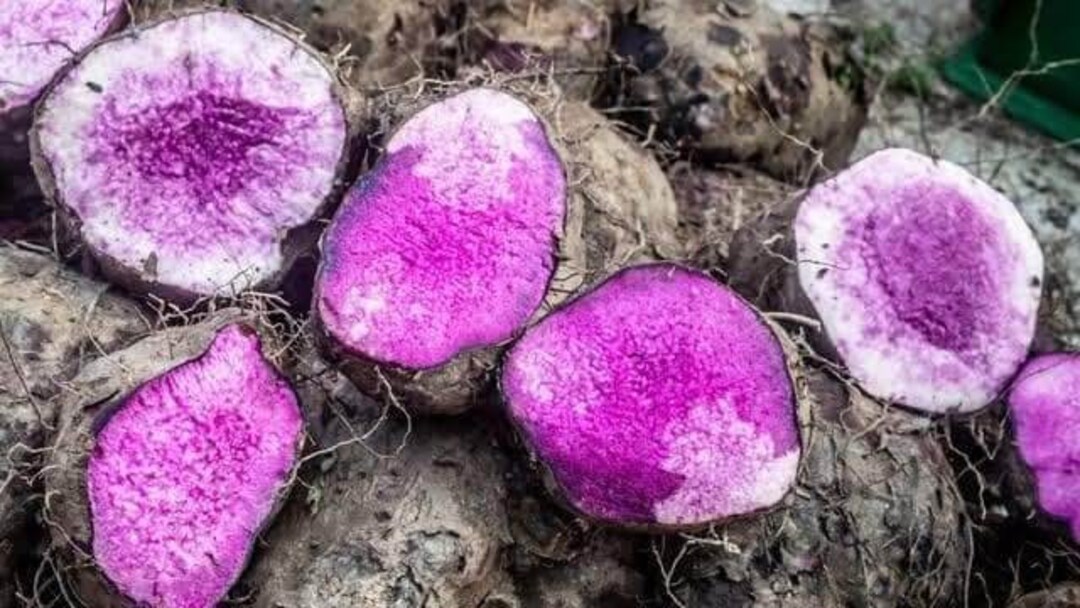 7 Lbs Organic UBE Purple Yam Tuber for Cooking and Eating Free Shipping ...