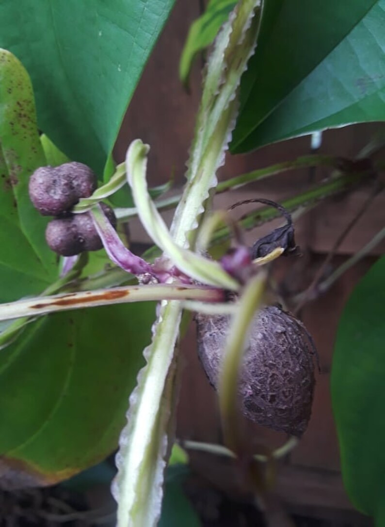 20 Pcs UBE Purple Yam Bulbils for Planting Average Size is 1/2 Inch - Etsy