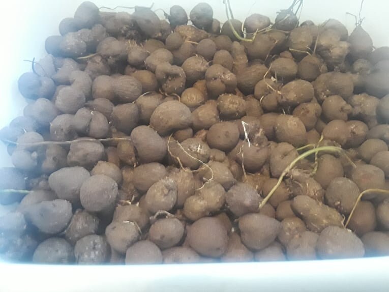 20 Pcs UBE Purple Yam Bulbils for Planting Average Size is 1/2 Inch - Etsy