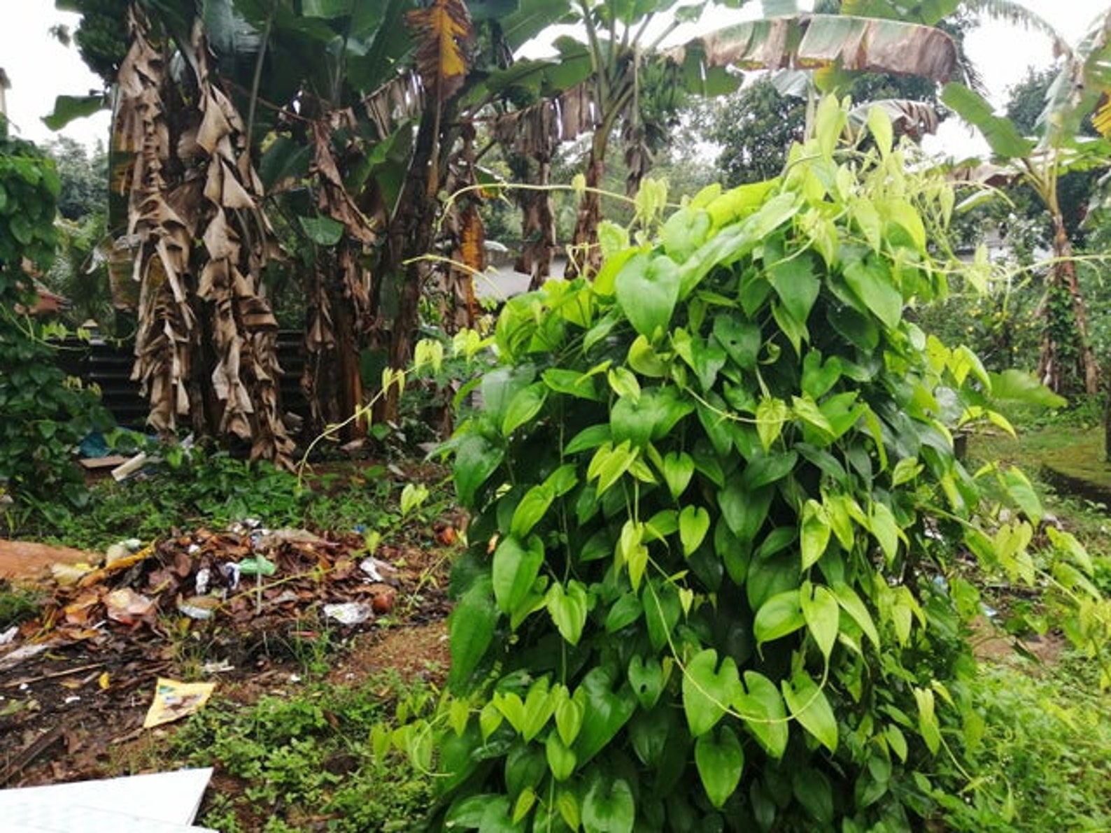 10 Pcs Ube Purple Yam Bulbils for Planting Average Size 1 Inch - Etsy