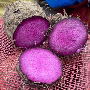 10 Pcs Ube Purple Yam Bulbils for Planting Average Size 1 Inch - Etsy