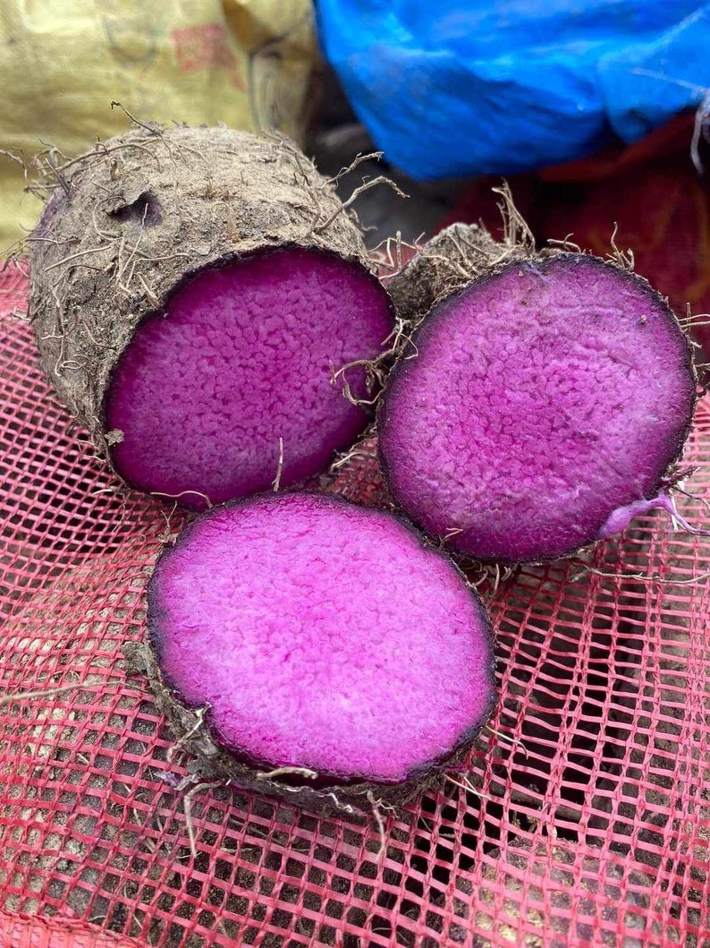 10 Pcs Ube Purple Yam Bulbils for Planting Average Size 1 Inch - Etsy