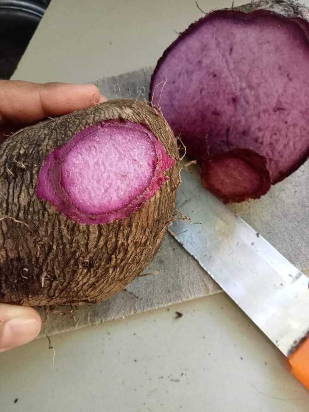 20 Pcs UBE Purple Yam Bulbils for Planting Average Size is 1/2 Inch - Etsy