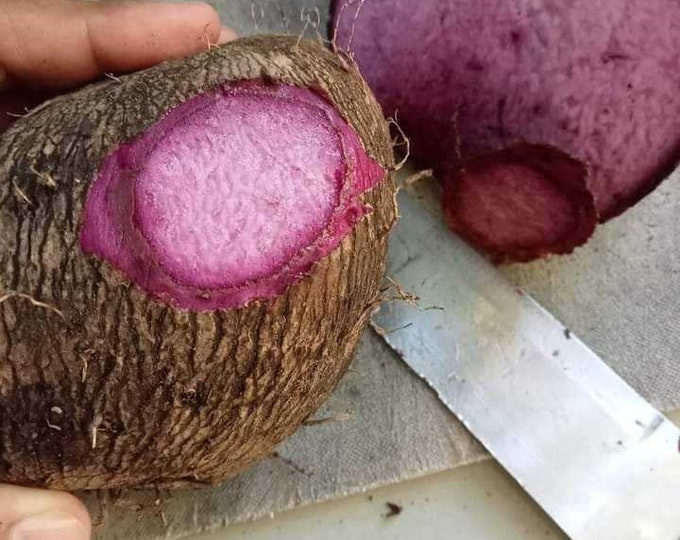20 Pcs Ube Purple Yam Bulbils For Planting Average Size Is 12 Inch Etsy