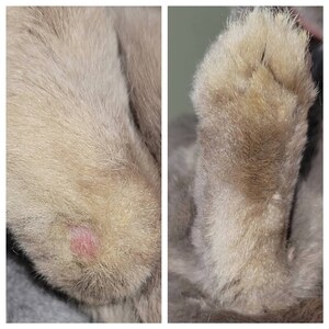 Rabbit Sore Hock Cream to Prevent Dry, Cracked Skin, Heal Minor Wounds ...