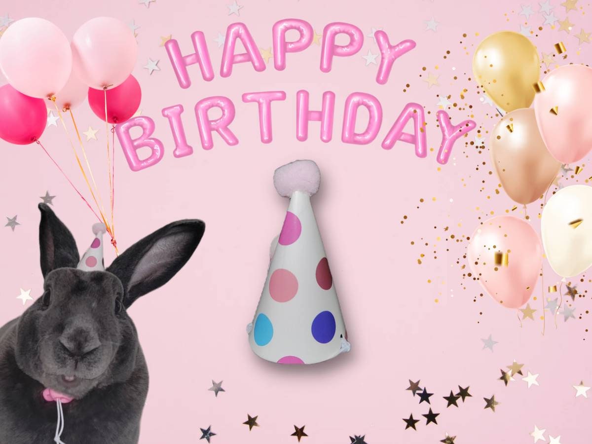 Bunny Wearing Birthday Hat