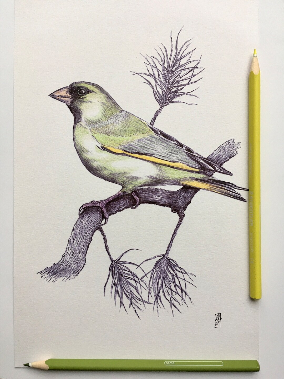Greenfinch Art Bird Drawing Nature Illustration Birds Wall Artwork ...