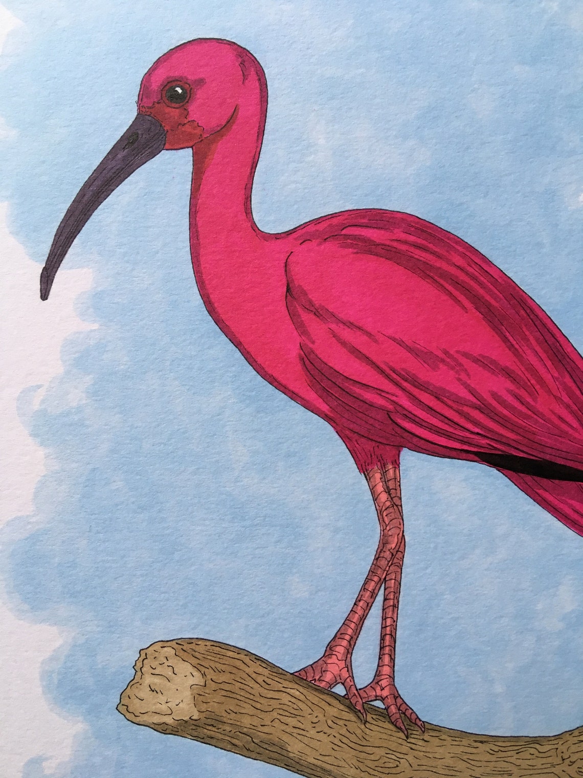 Original Artwork Scarlet Ibis Drawing Bird Art Wildlife Illustration ...
