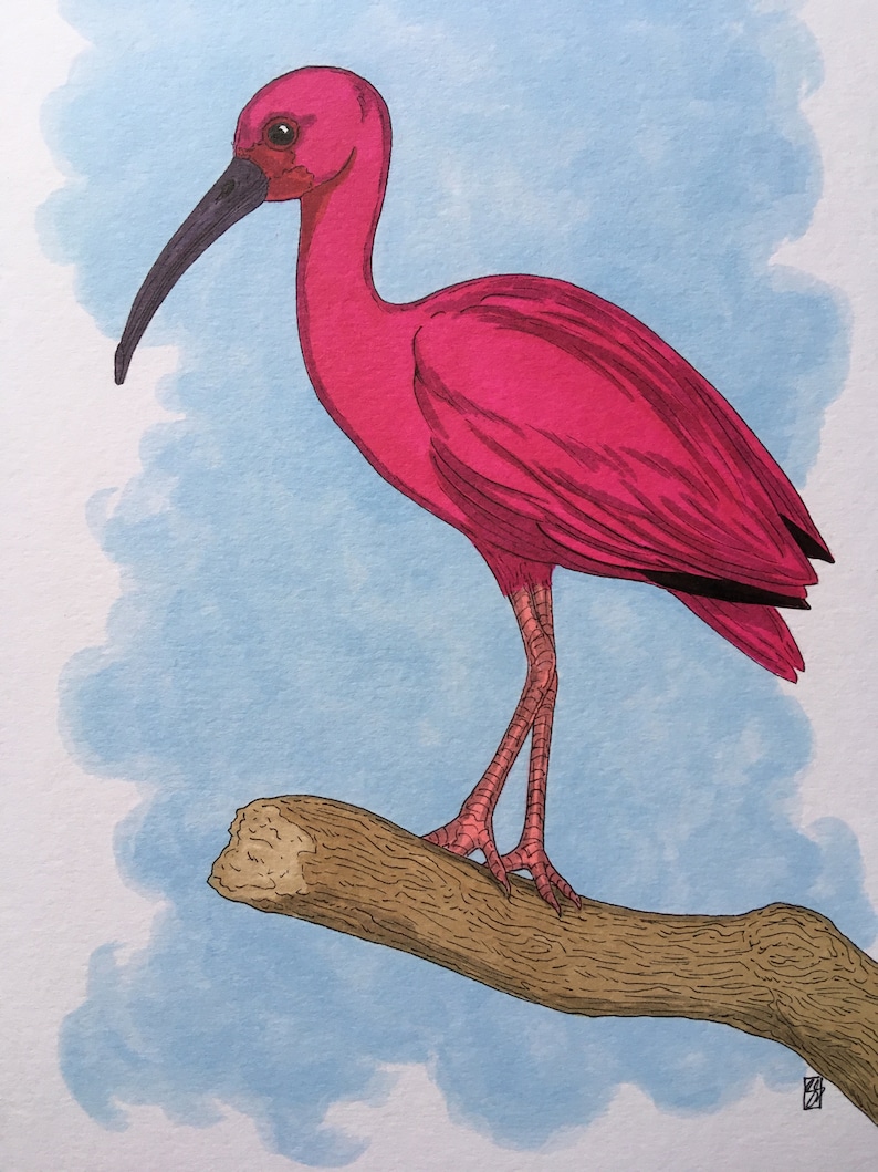 Original Artwork Scarlet Ibis Drawing Bird Art Wildlife Illustration ...