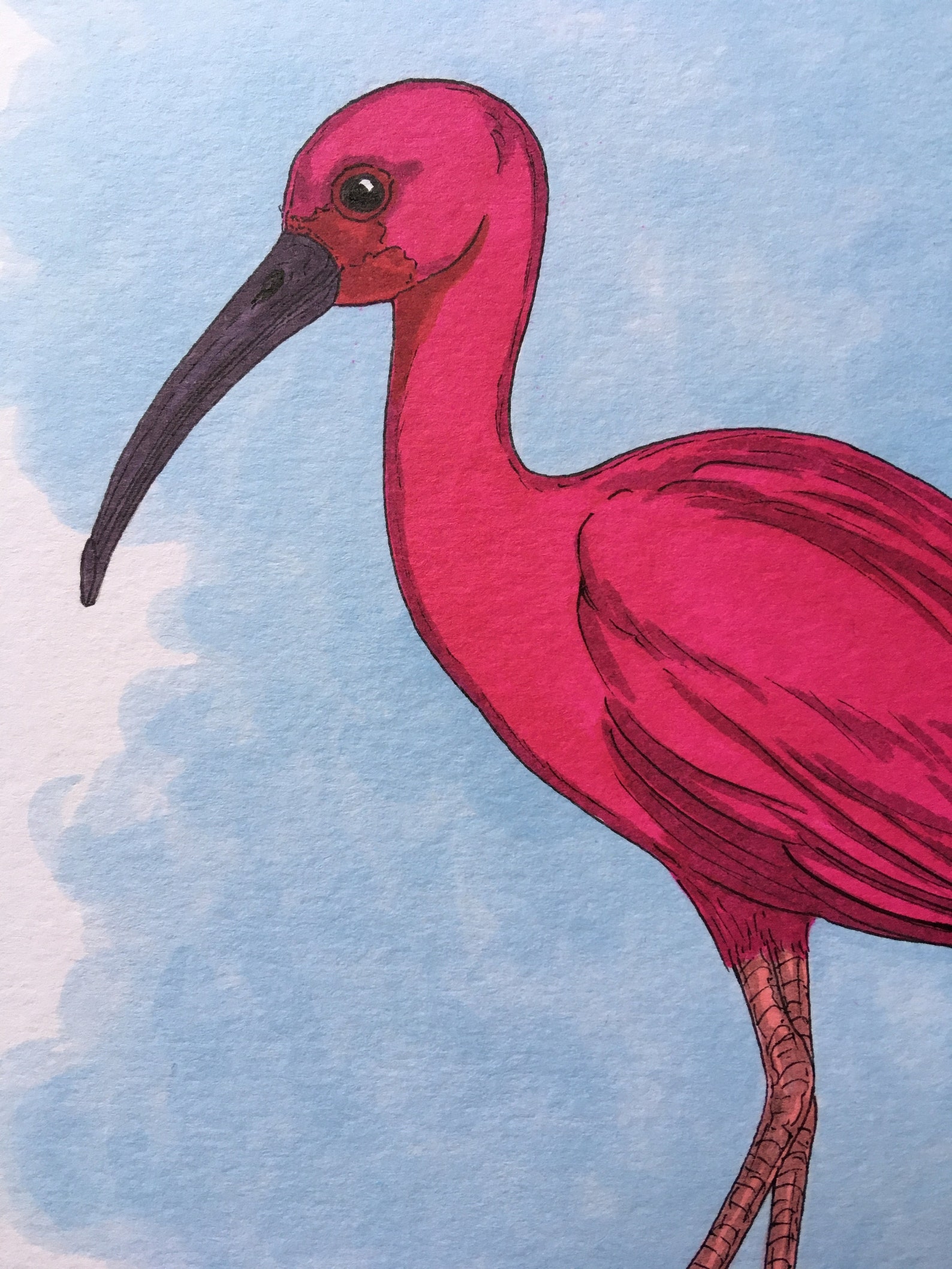 Original Artwork Scarlet Ibis Drawing Bird Art Wildlife Illustration ...