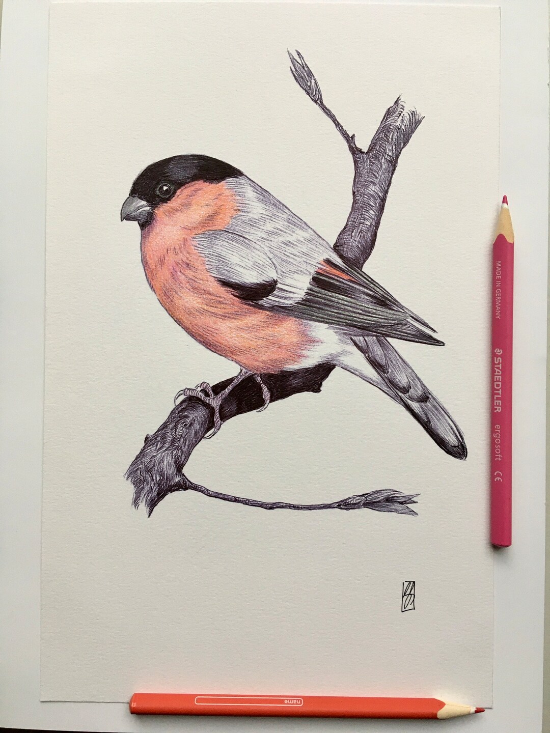 Bullfinch Bird Art Nature Illustration Finches Wall Art Drawing One of ...