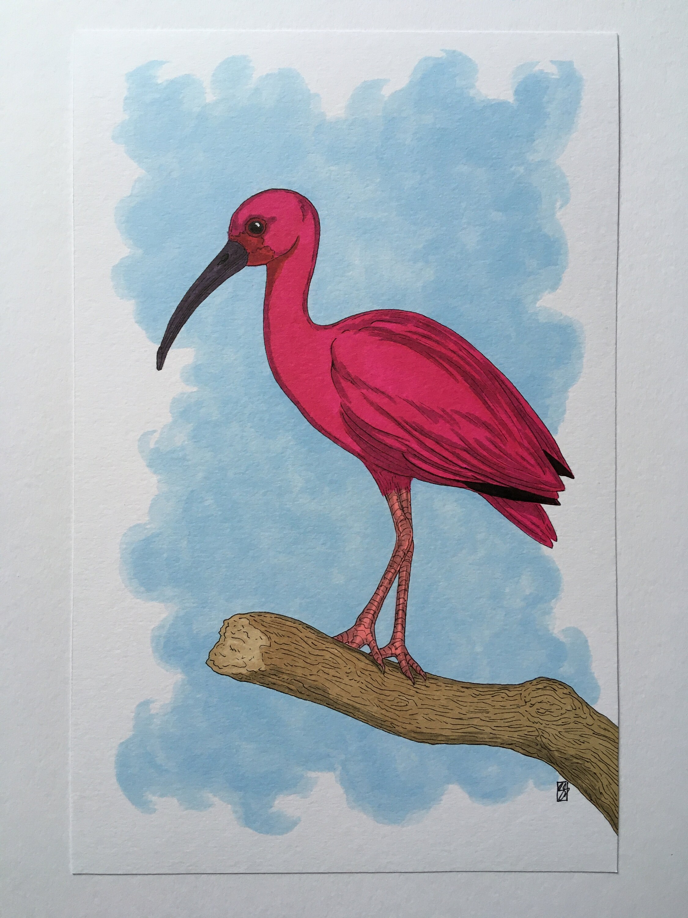 Original Artwork Scarlet Ibis Drawing Bird Art Wildlife Illustration ...