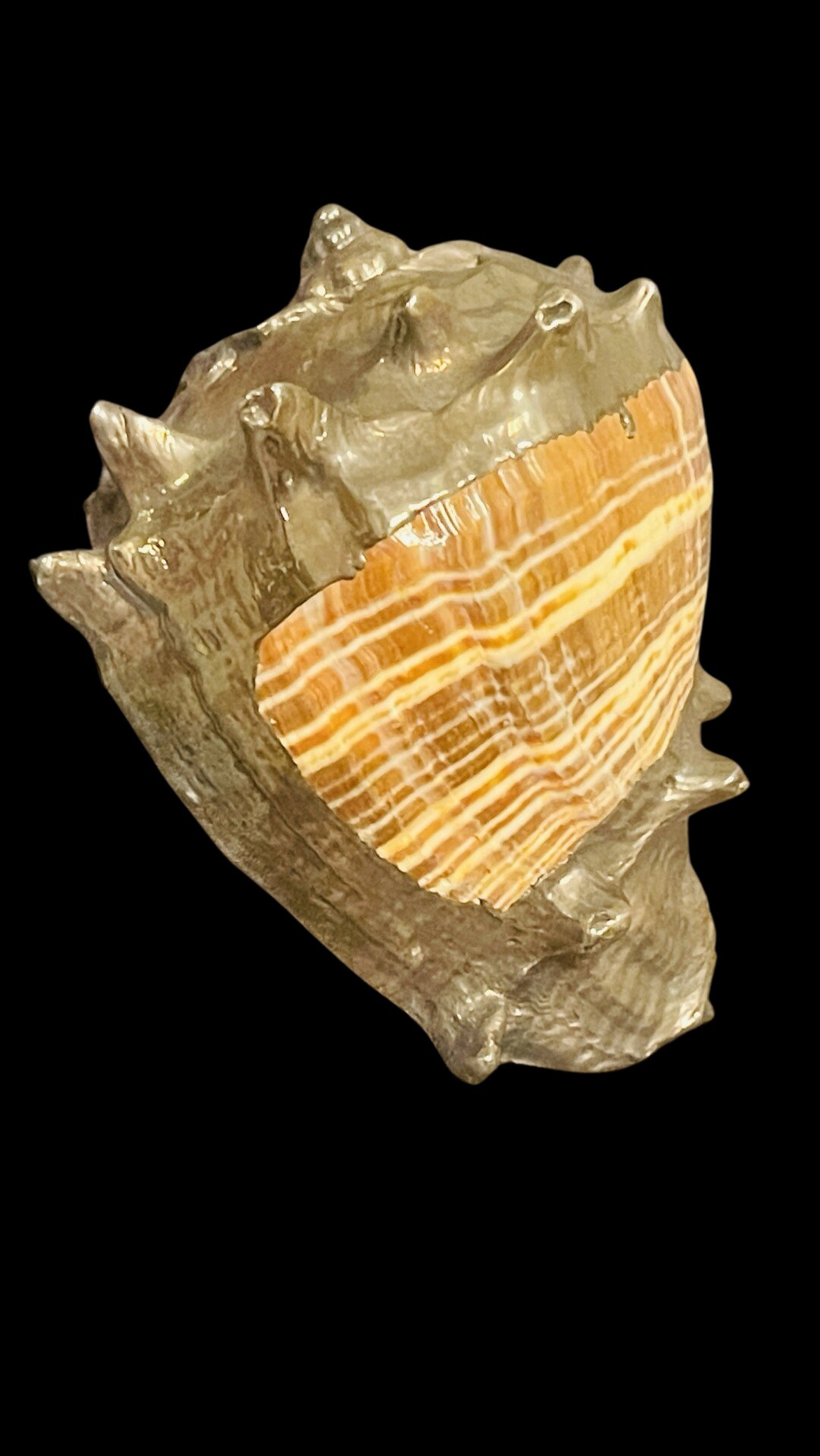 RUZZETTI & GOW Partially Pure Silvered Large Shell. Kings C 1114P - Etsy