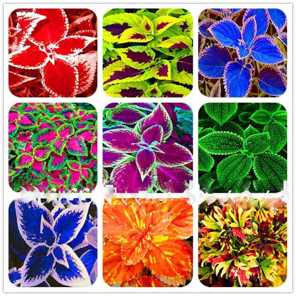 Coleus Seeds - Etsy Sweden