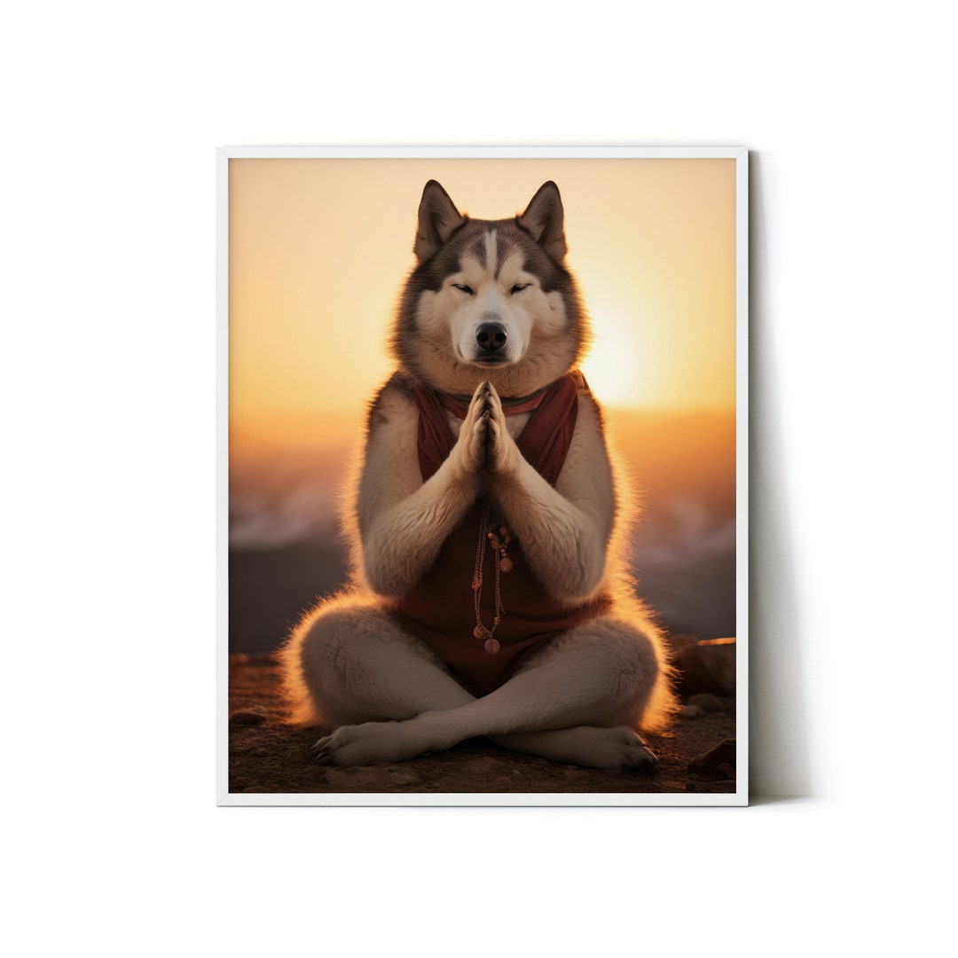 Siberian Husky in Meditation Pose, Animals Doing Yoga, Funny Animals ...