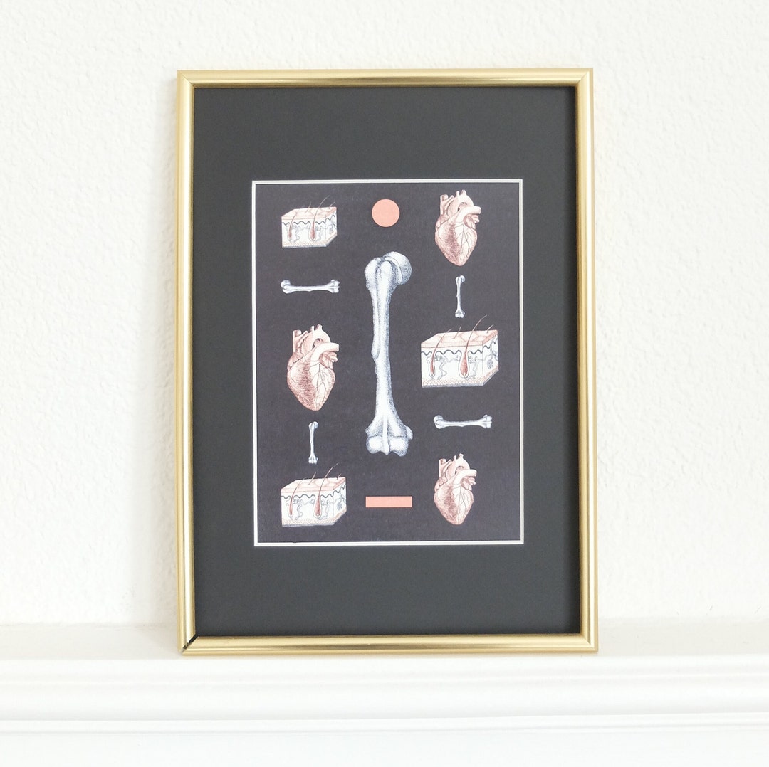Human Anatomy Etsy