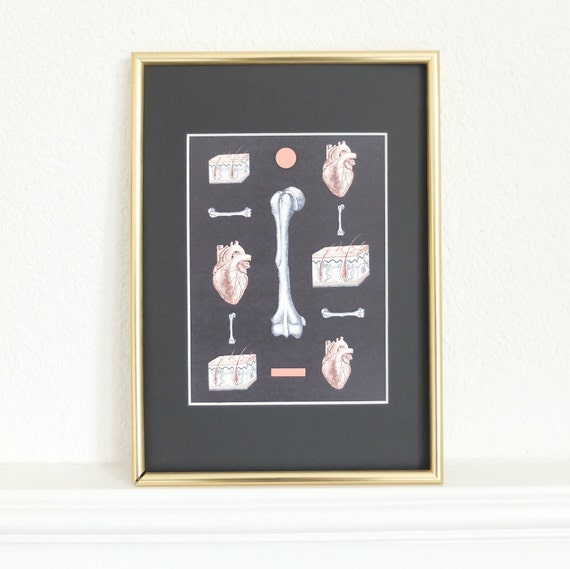 Human Anatomy - Etsy