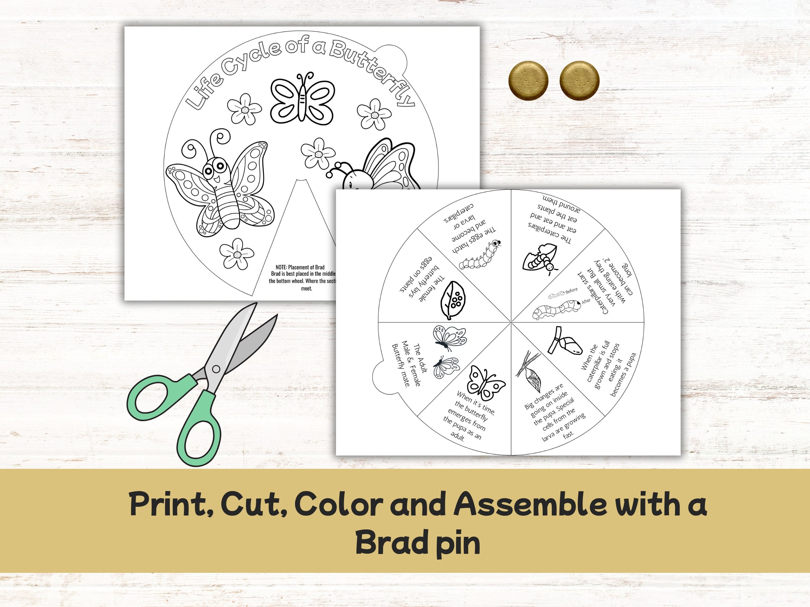 Life Cycle | Kids Coloring Activity | Spinner Wheel | Coloring Craft ...