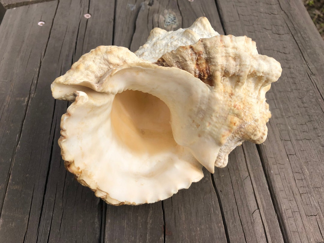 Vintage LARGE Seashell, Giant Frog Seashell ~8-1/2" X 5-1/2 ", Bursa ...