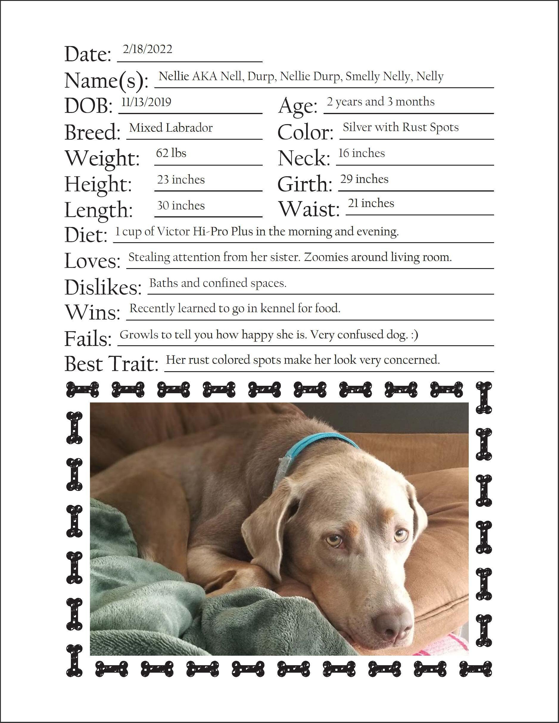 Dog Measurements Chart and Form - Etsy