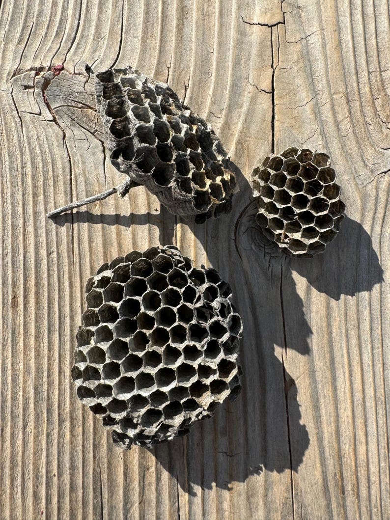 3 Paper Wasp Nests - Etsy