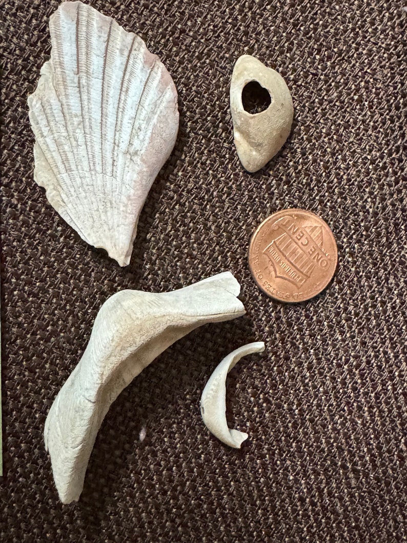 Prehistoric Hohokam Native American Artifact Arizona - Shell - Etsy
