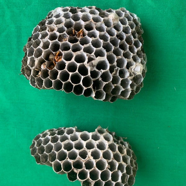 Crochet Wasp Nest - Etsy