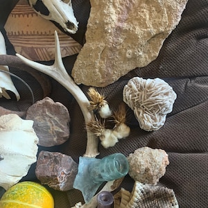 Natural History Mystery Box! Choose Your Size. Science, Archaeology ...