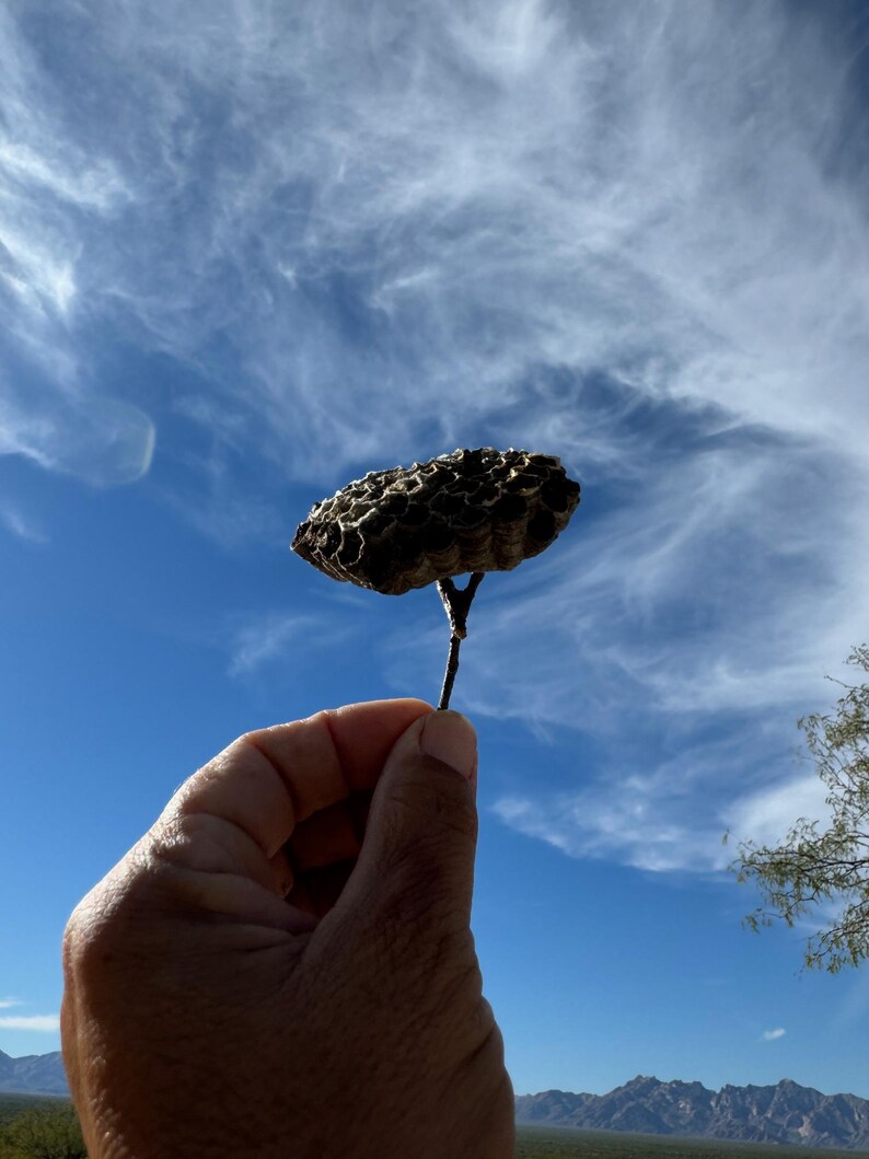3 Paper Wasp Nests - Etsy