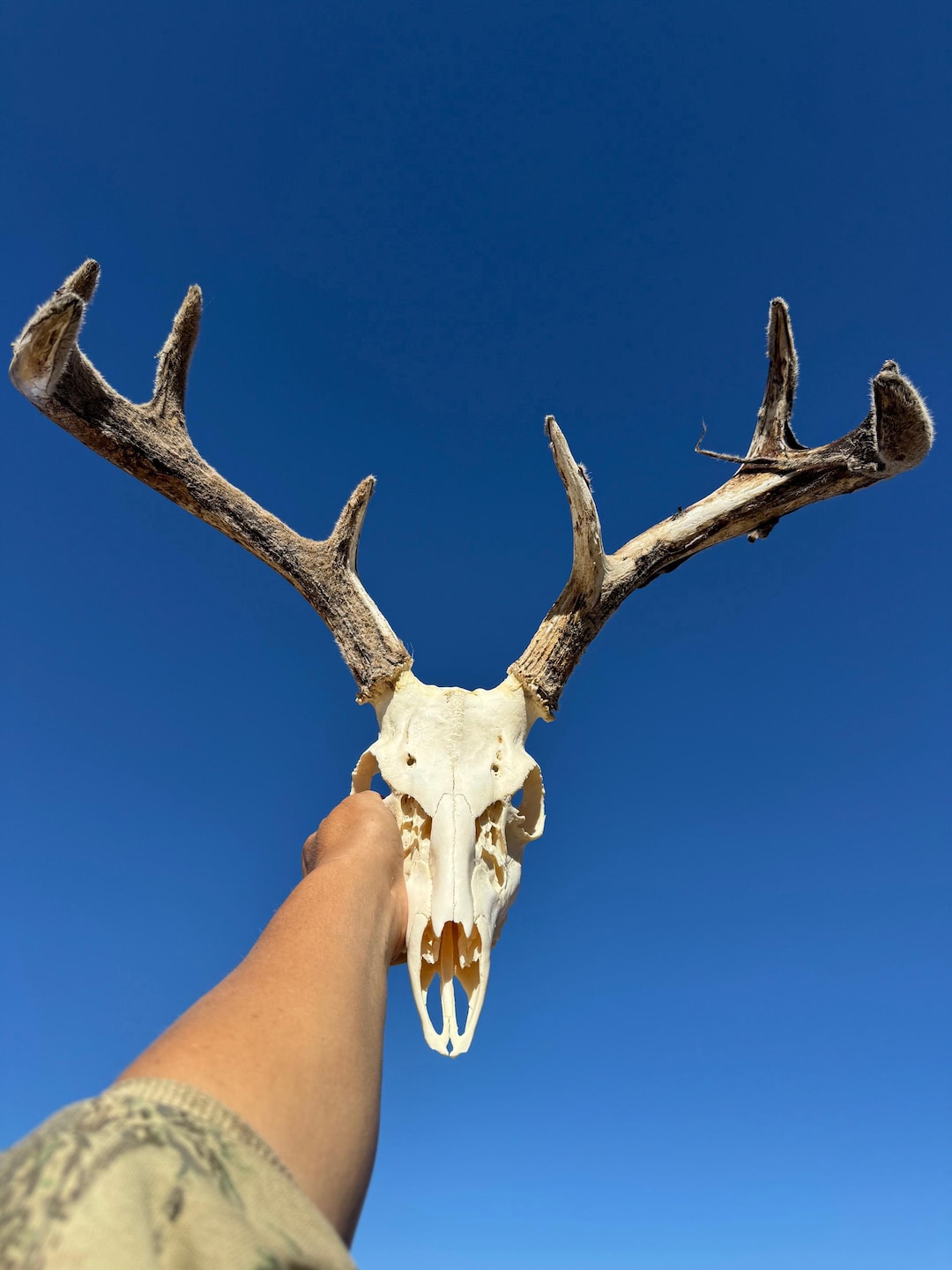 Coues Whitetail Deer Rack - Antlers - Velvet - Etsy