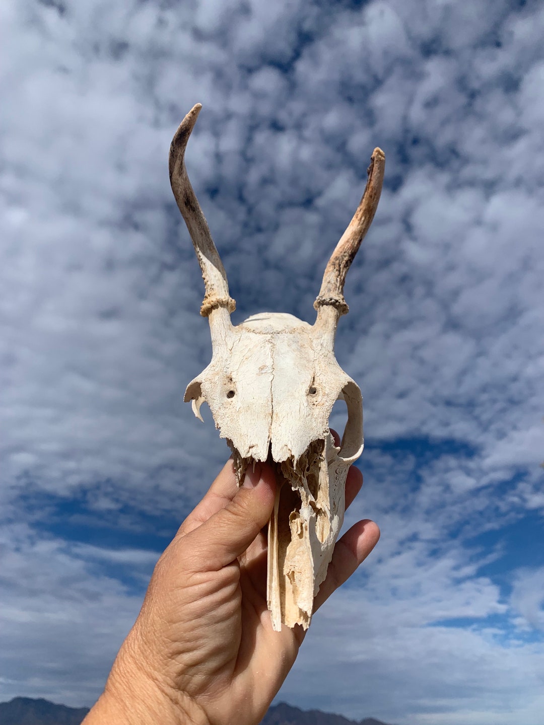 Arizona Mule Deer Rack Spike - Etsy