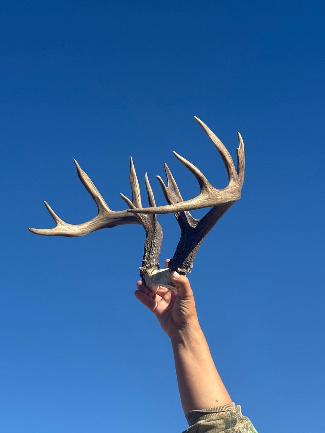 Texas Eastern Whitetail Deer Rack - Antlers - Etsy