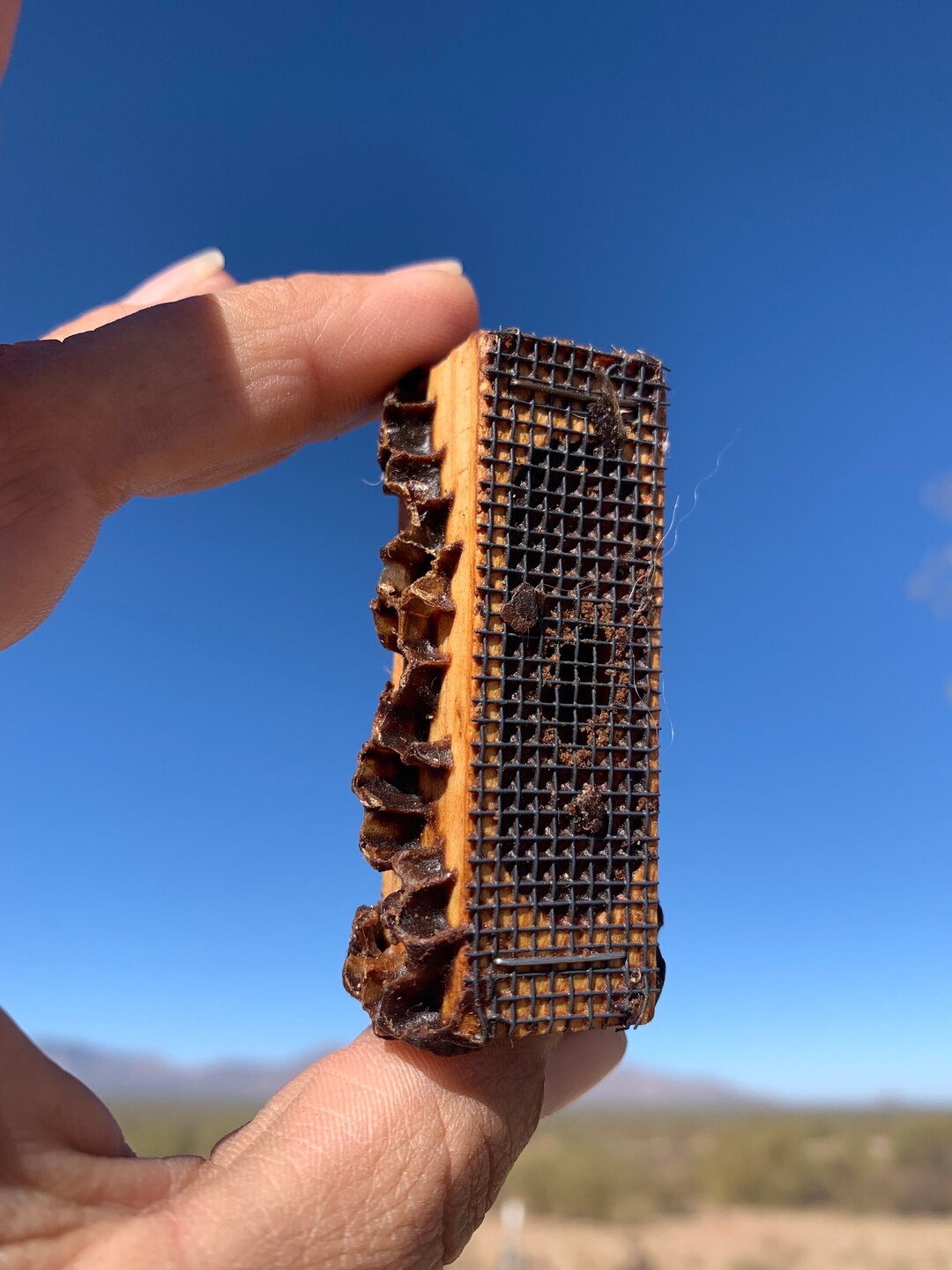 Honeybee Queen Cage Propolized and Comb Build up Oddities Curio - Etsy