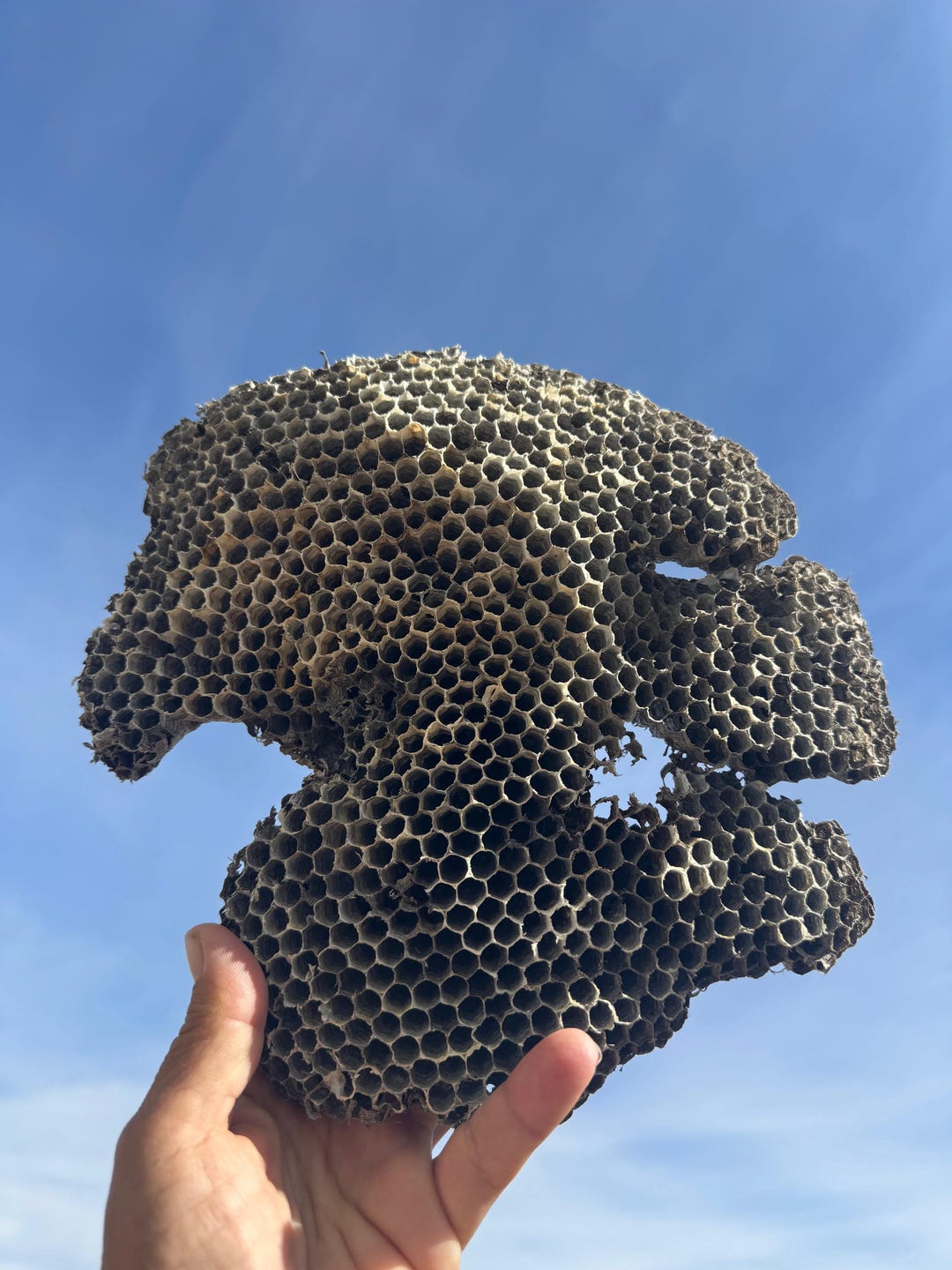 Large Paper Wasp Nest 9" Across - Etsy