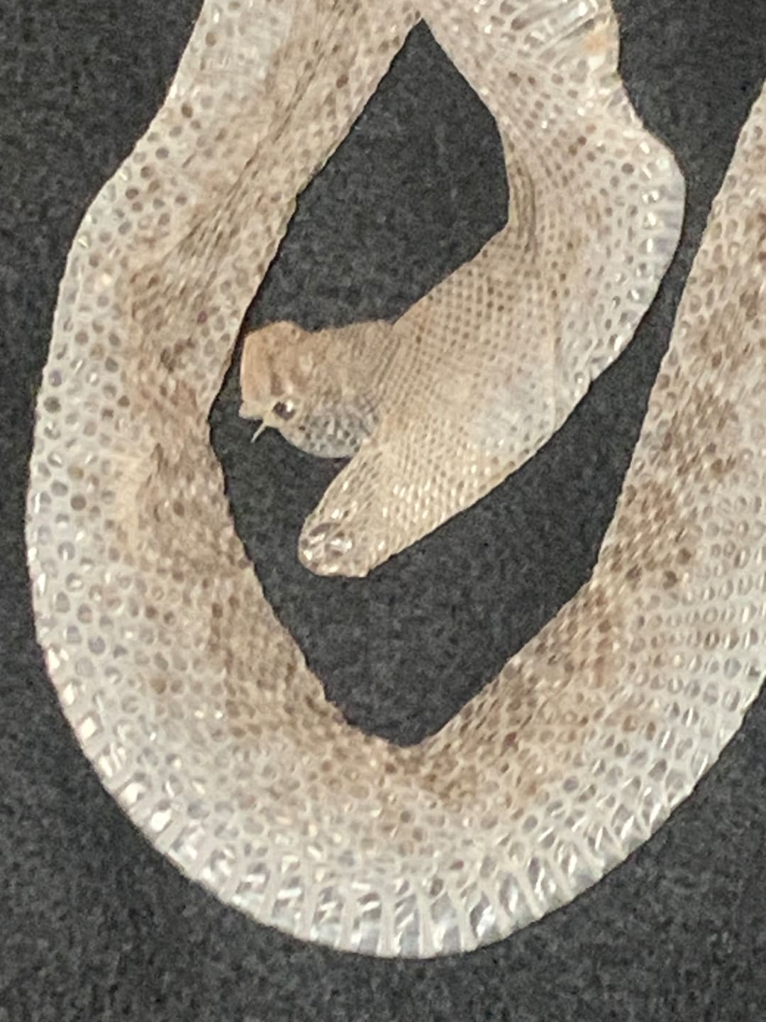 Western Diamondback Rattlesnake Shed Skin - Etsy