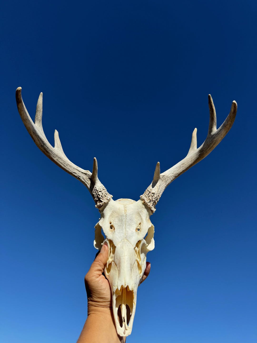 Coues Whitetail Deer Rack - Antlers - Etsy