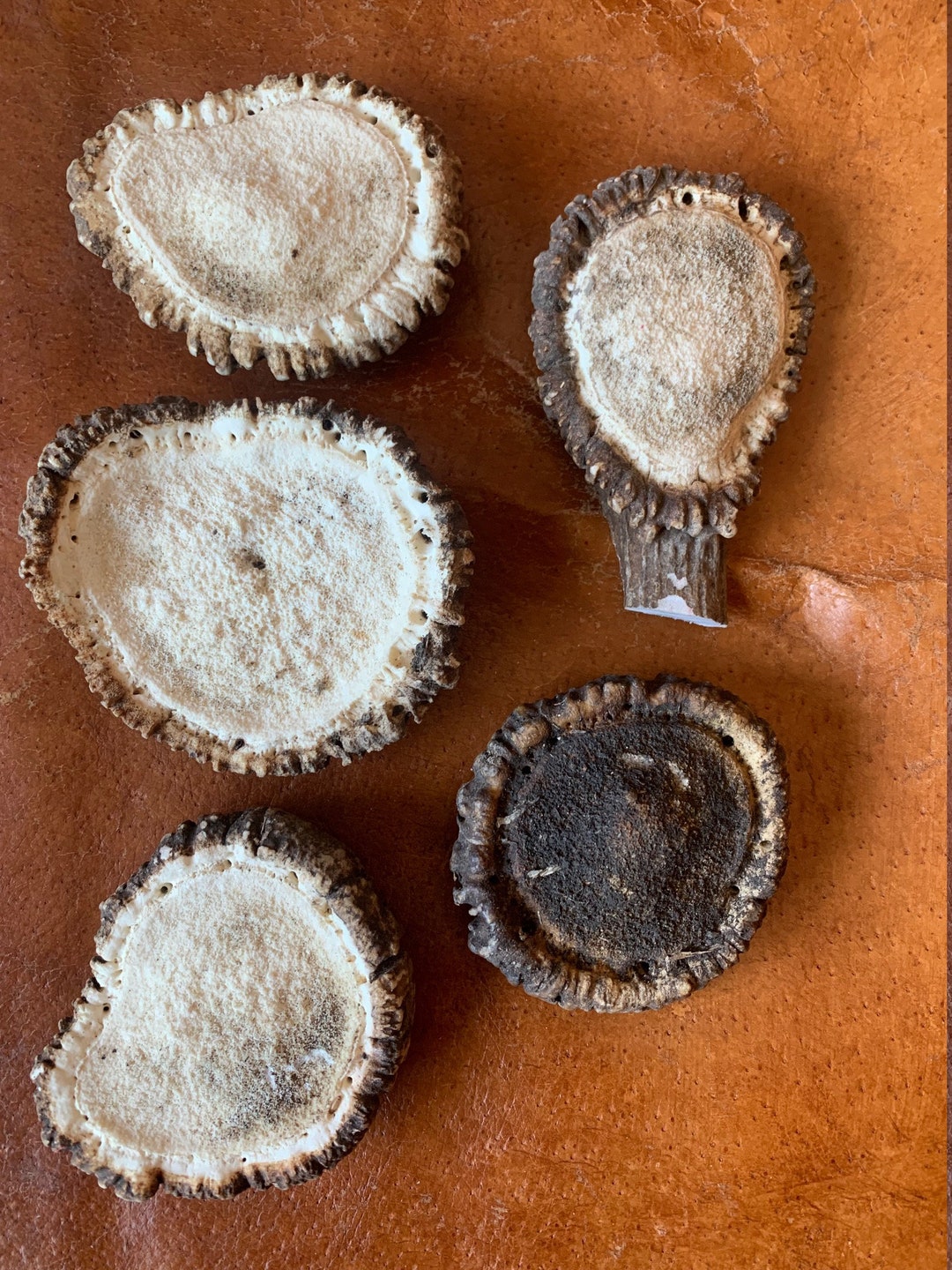 Lot of 5 Naturally Shed Elk Anlter Burrs Bases - Etsy